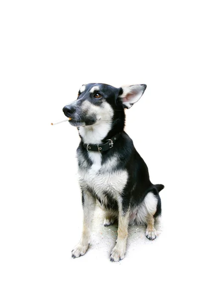Smoking dog isolated over white Stock Photo by ©volare2004 12617879