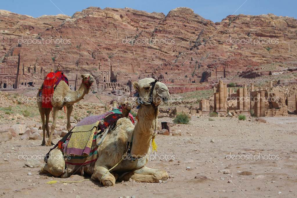Camels in desert Stock Photo by ©volare2004 12619548
