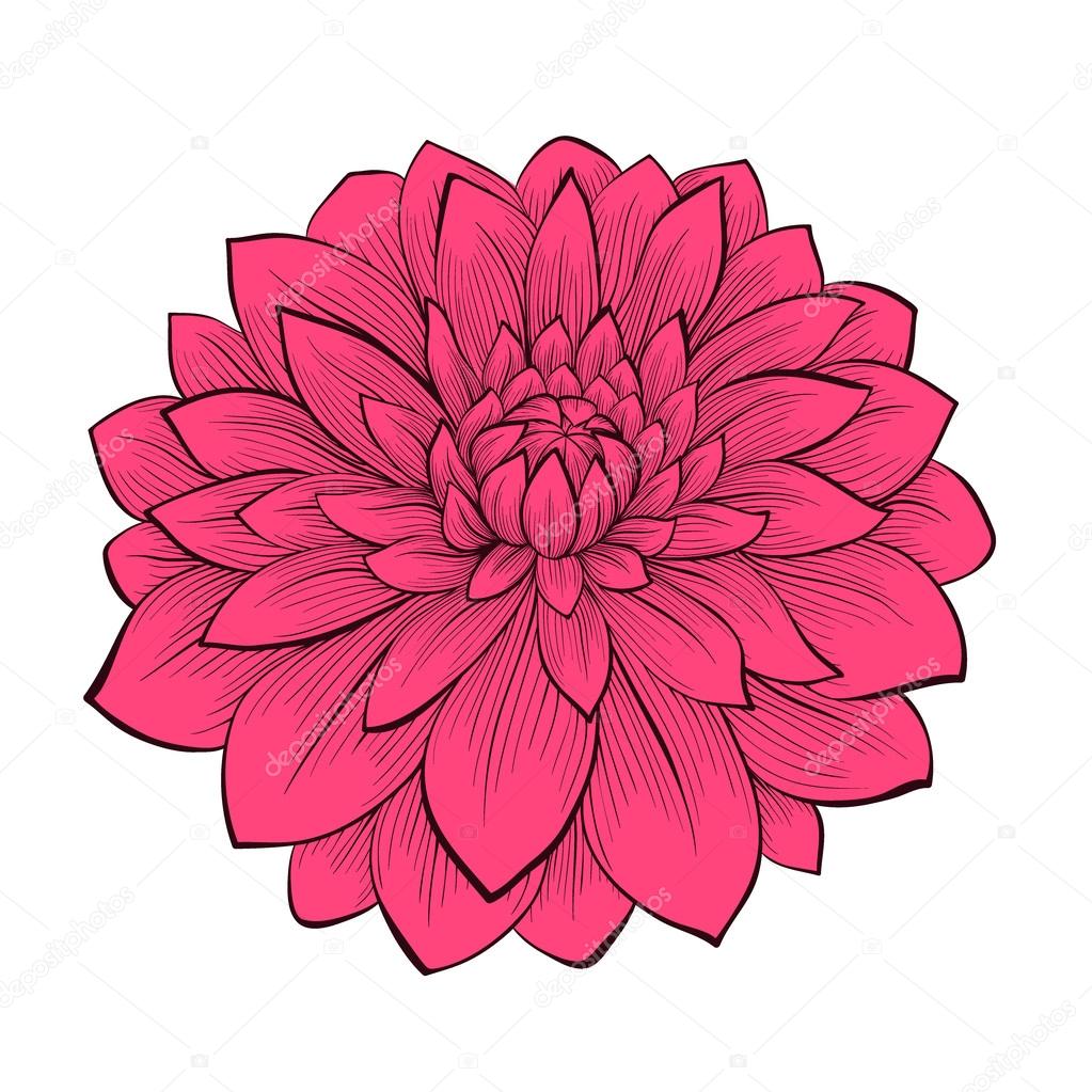 depositphotos_40291577-Beautiful-flower-Dahlia-drawn-in-graphical-style ...