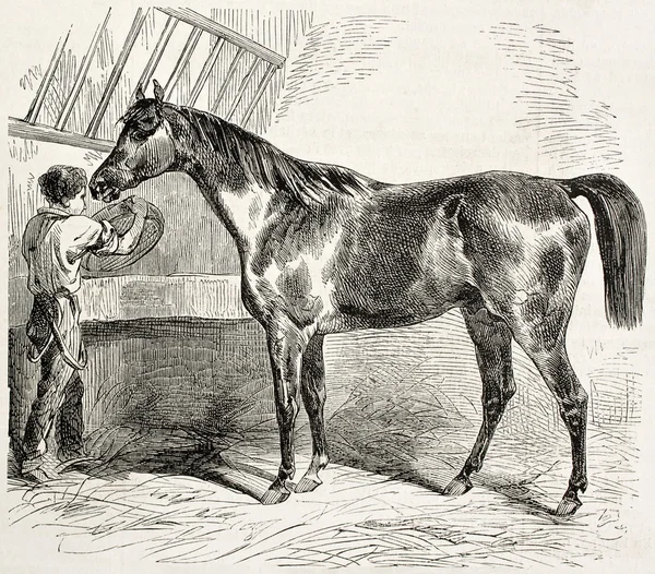 13,314,480 ilustraciones de stock de Diario de granja | Depositphotos