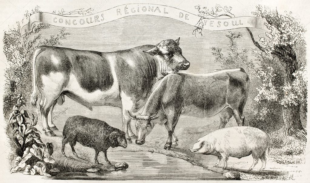 Breeding contest Stock Illustration by ©marzolino #13295824