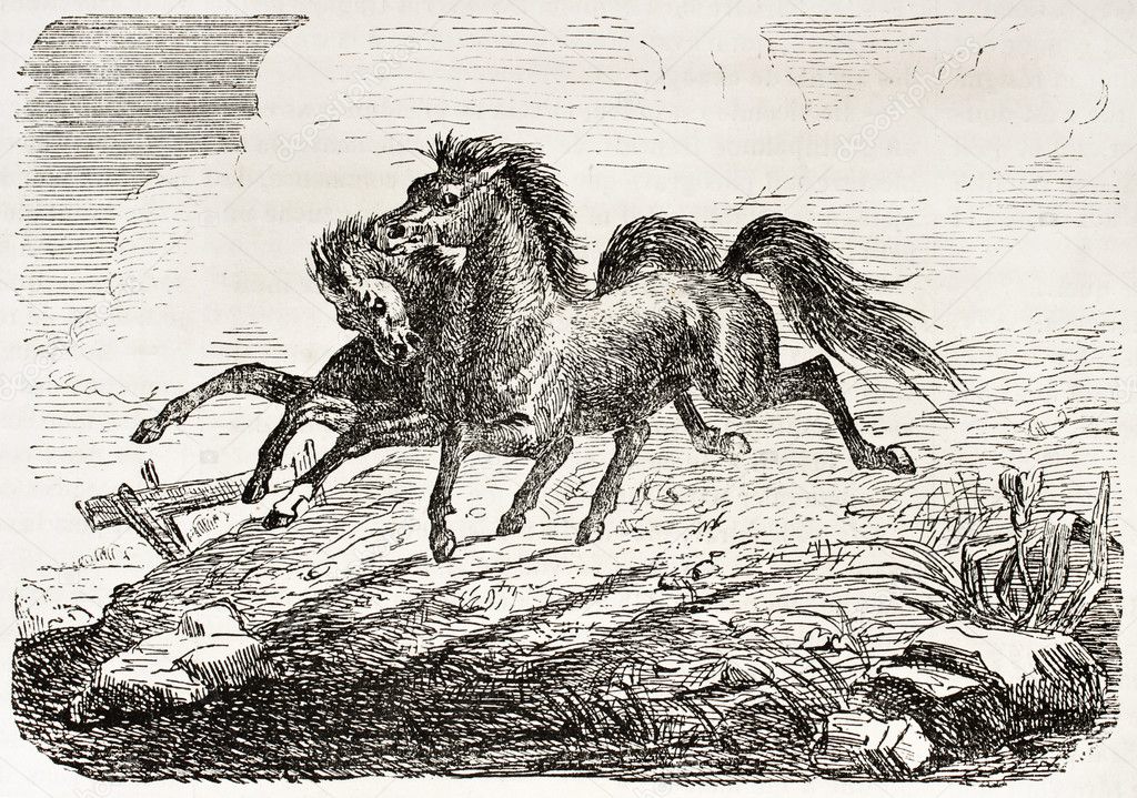 Siamese twin horses Stock Illustration by ©marzolino #13296304