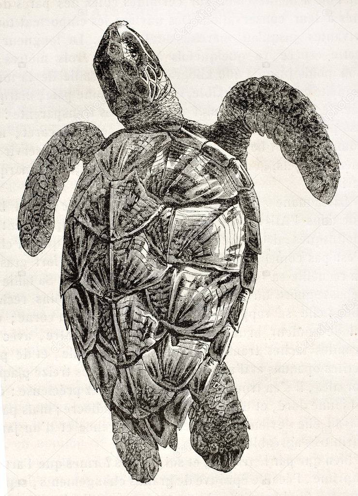 Loggerhead sea turtle Stock Illustration by ©marzolino #13306187