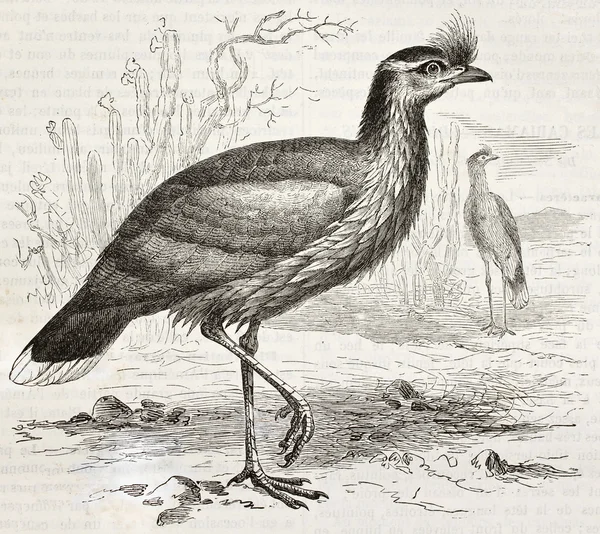 Asiatic subspecies Stock Photos, Royalty Free Asiatic subspecies Images ...