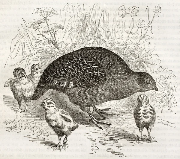 English partridge Stock Photos, Royalty Free English partridge Images ...