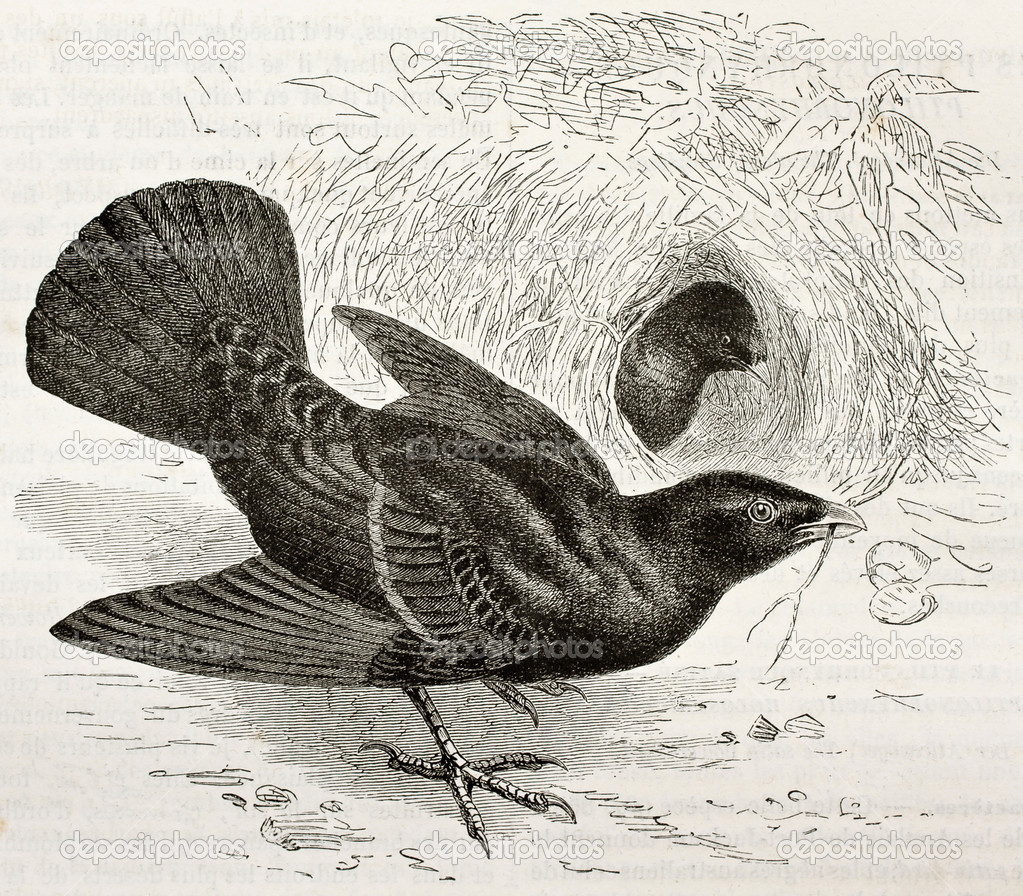 Satin Bowerbird Stock Illustration by ©marzolino #13324758