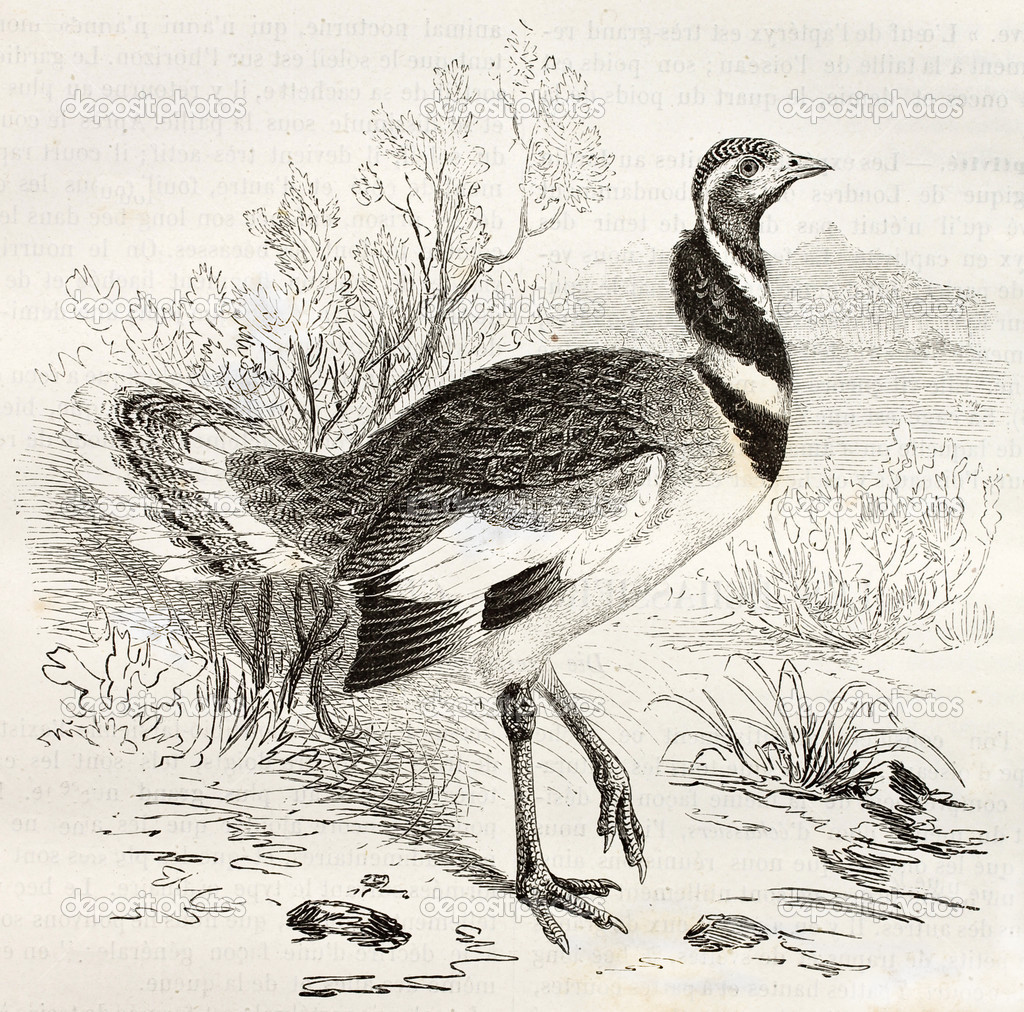 Little Bustard Stock Illustration by ©marzolino #13326176