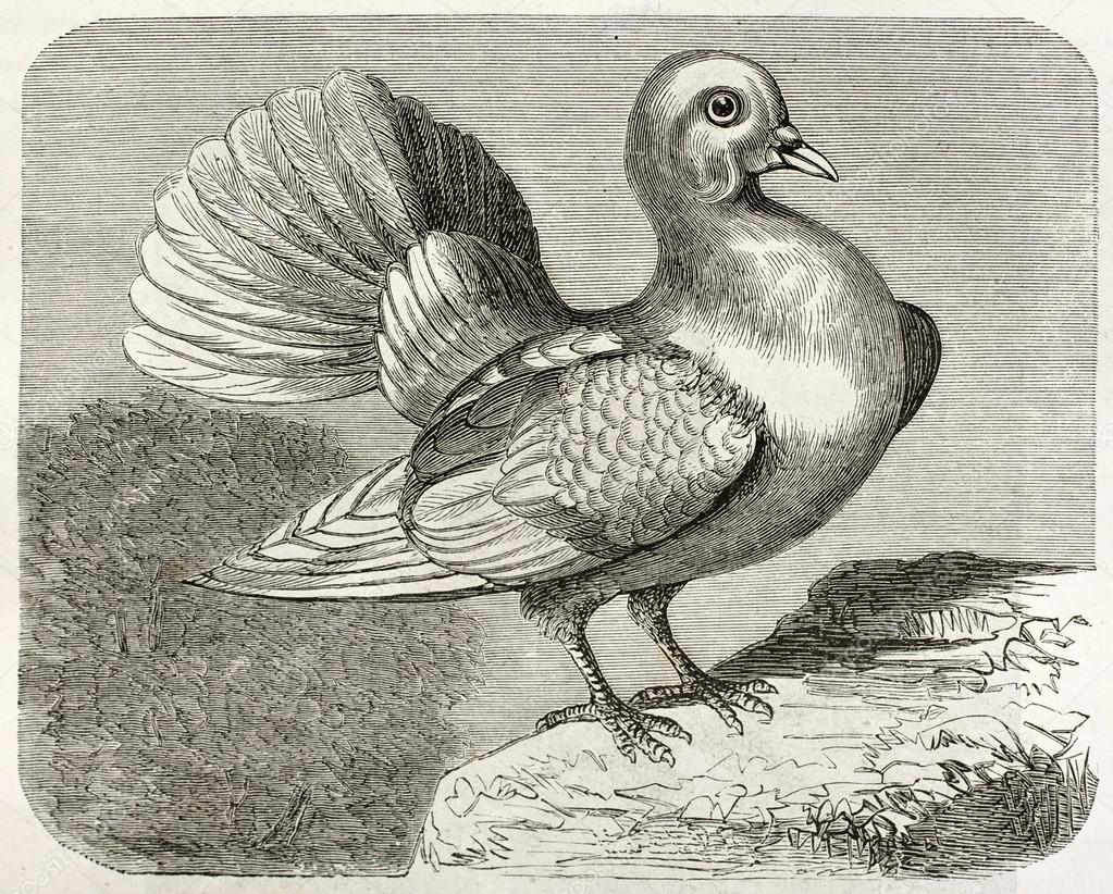 Shaker Pigeon Stock Illustration by ©marzolino #13326247