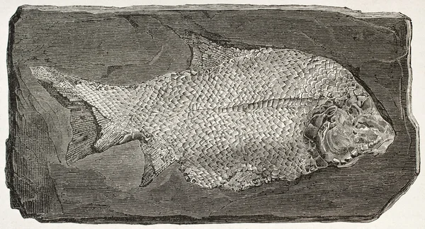Fish Fossil Drawing