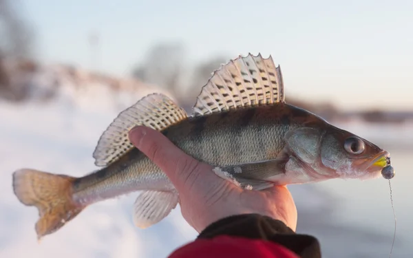 ᐈ Walleye stock pictures, Royalty Free walleye pictures | download on ...