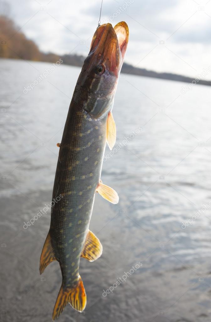 Northern pike on hook — Stock Photo © Serreitor #13173389