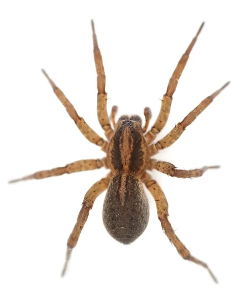 Disgusting spider Stock Photos, Royalty Free Disgusting spider Images ...