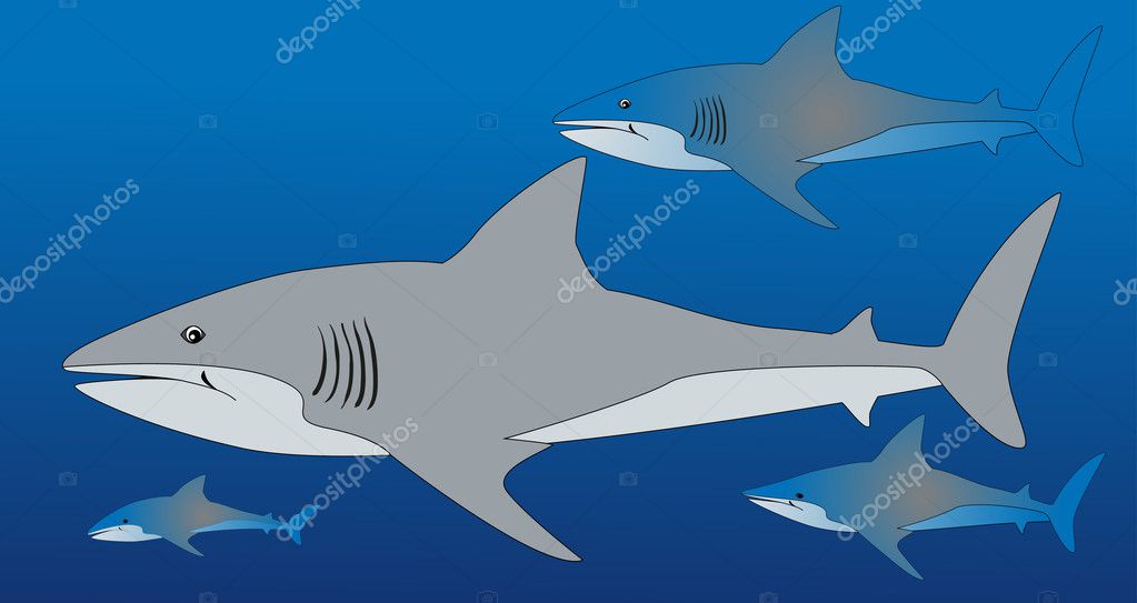 Sharks side view Stock Vector Image by ©RifKhasan #31129247