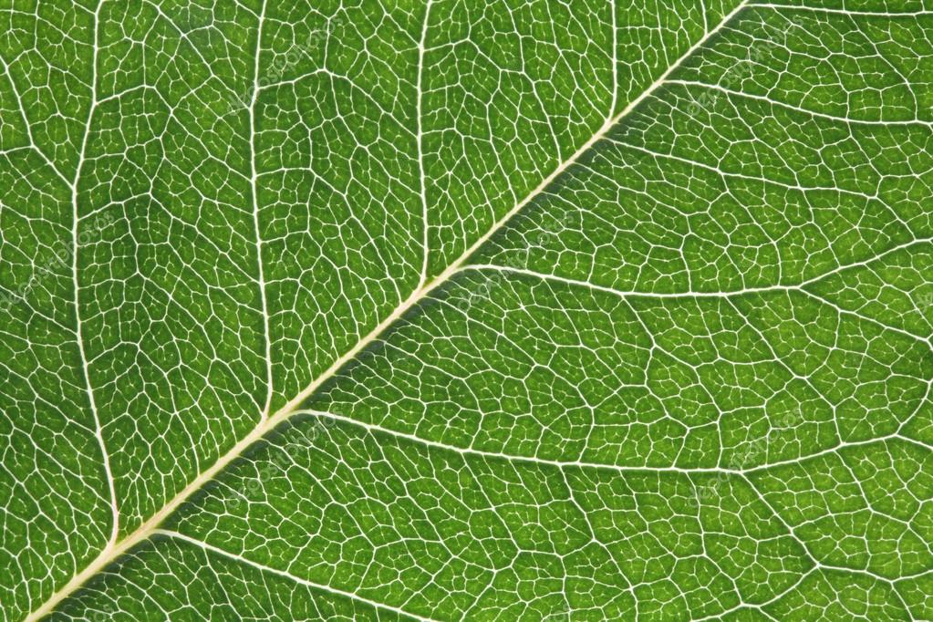 Detailed leaf structure — Stock Photo © dmediapro #12172391