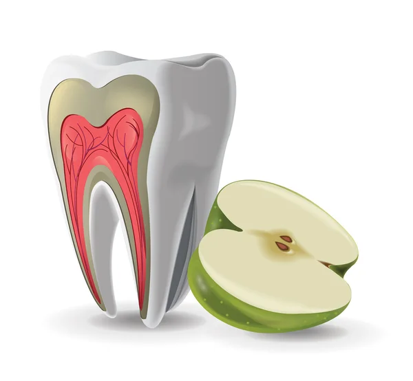 Tooth and Apple Stock Vector Image by ©magurok5 #25497593