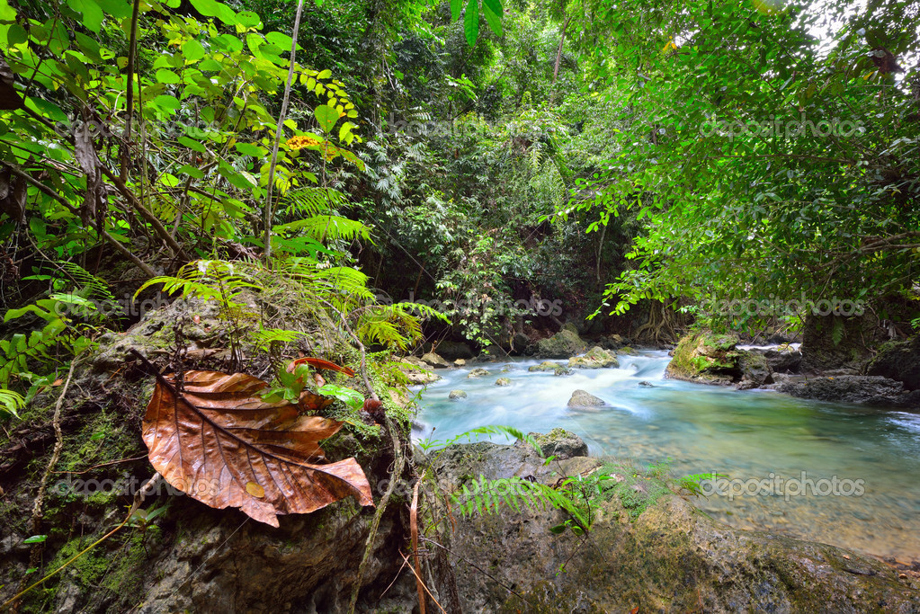 Tropical rainforest and river. Stock Photo by ©Soft_light69 40274343