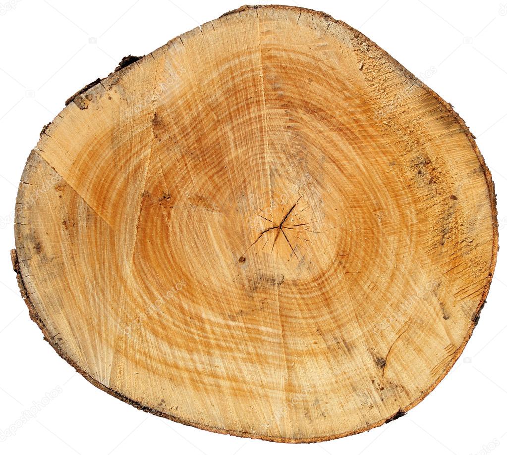 The trunk — Stock Photo © smuki #12142242