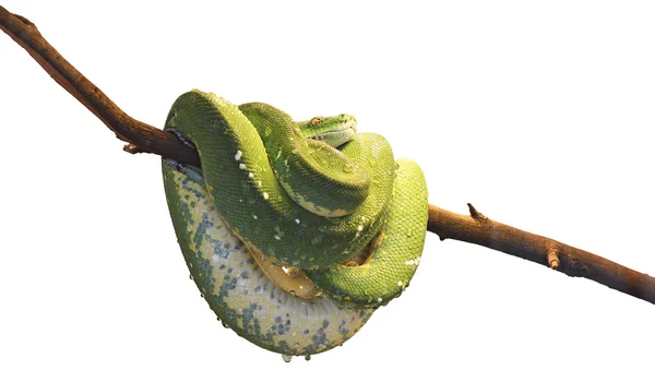 Green tree python Stock Photos, Royalty Free Green tree python Images ...