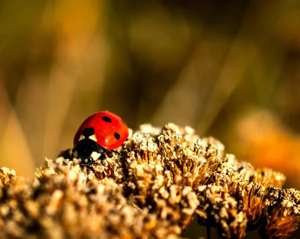 Red lady bugs Stock Photos, Royalty Free Red lady bugs Images ...