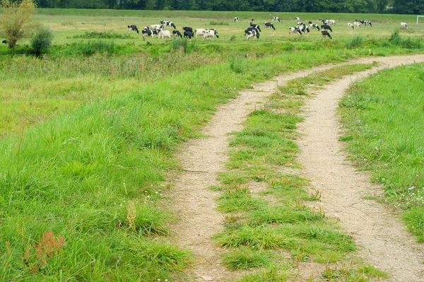 Cattle path Stock Photos, Royalty Free Cattle path Images | Depositphotos