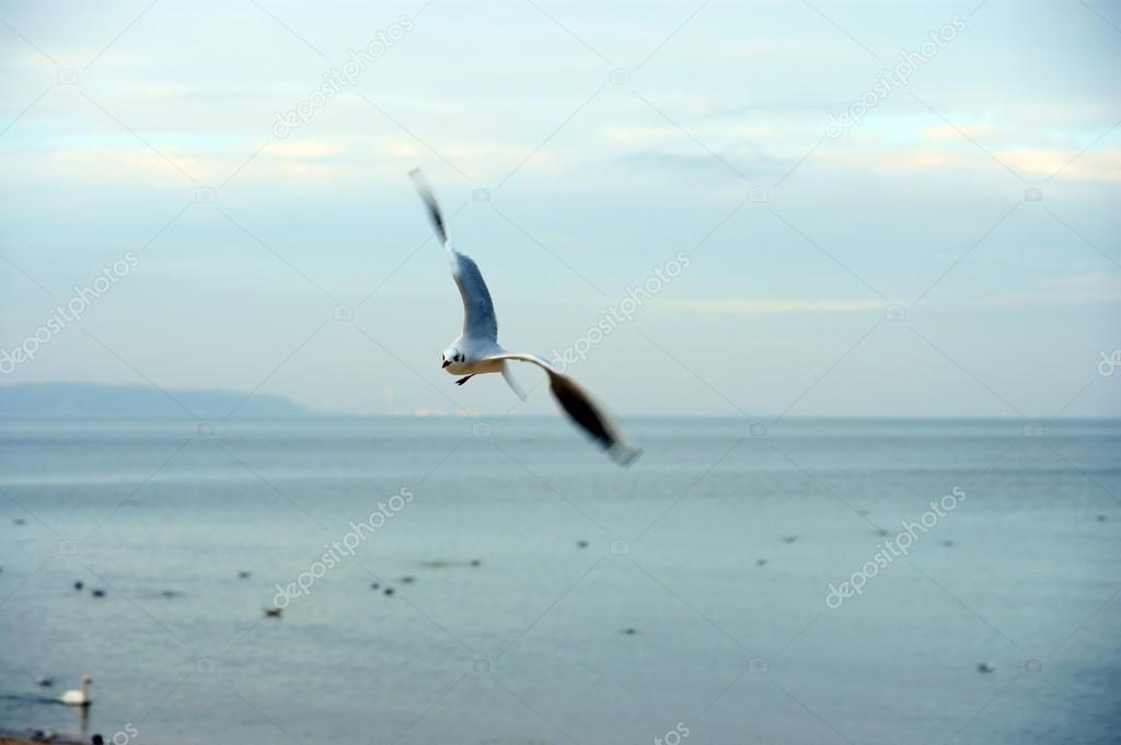 Birds fly over the sea Stock Photo by ©Voyagerix 13619132