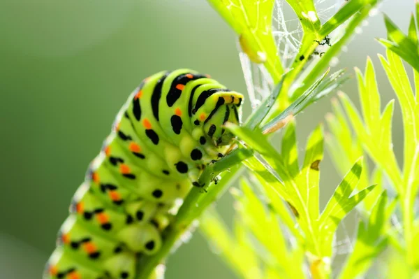 Larawan ng uod Stock Photos, Royalty Free Larawan ng uod Images ...