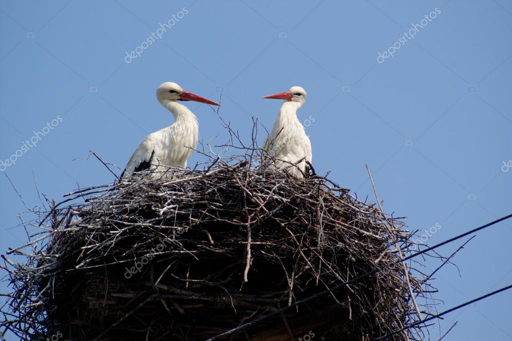 Dos cigüeñas blancas en el nido en el cielo azul. El símbolo de la ...