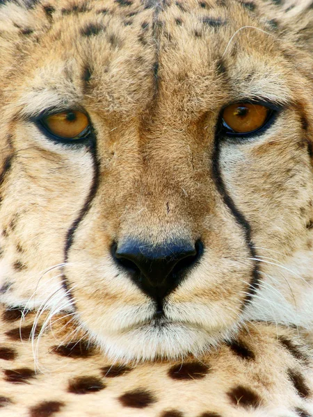 Visage de guépard images libres de droit, photos de Visage de guépard ...