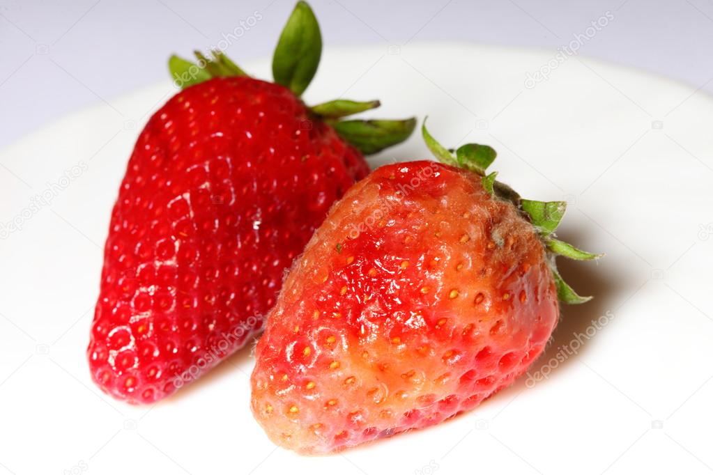 Healthy and rotten spoiled bad red strawberries — Stock Photo ...