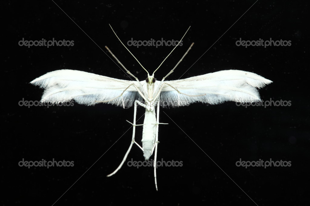 Moth portrait front view black background Stock Photo by ©Voyagerix ...