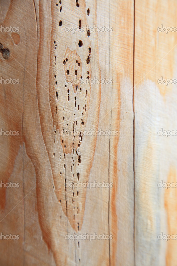 Texture background wooden plank woodworm track Stock Photo by ...
