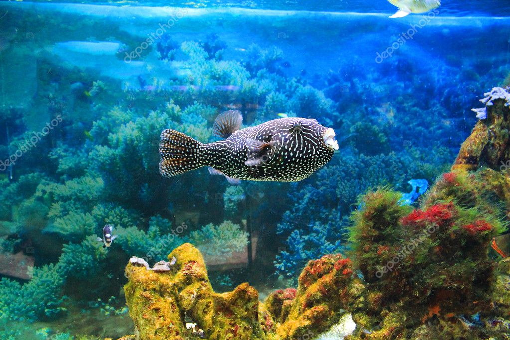 Cute little fish in an aquarium — Stock Photo © seregaamulet #38799207
