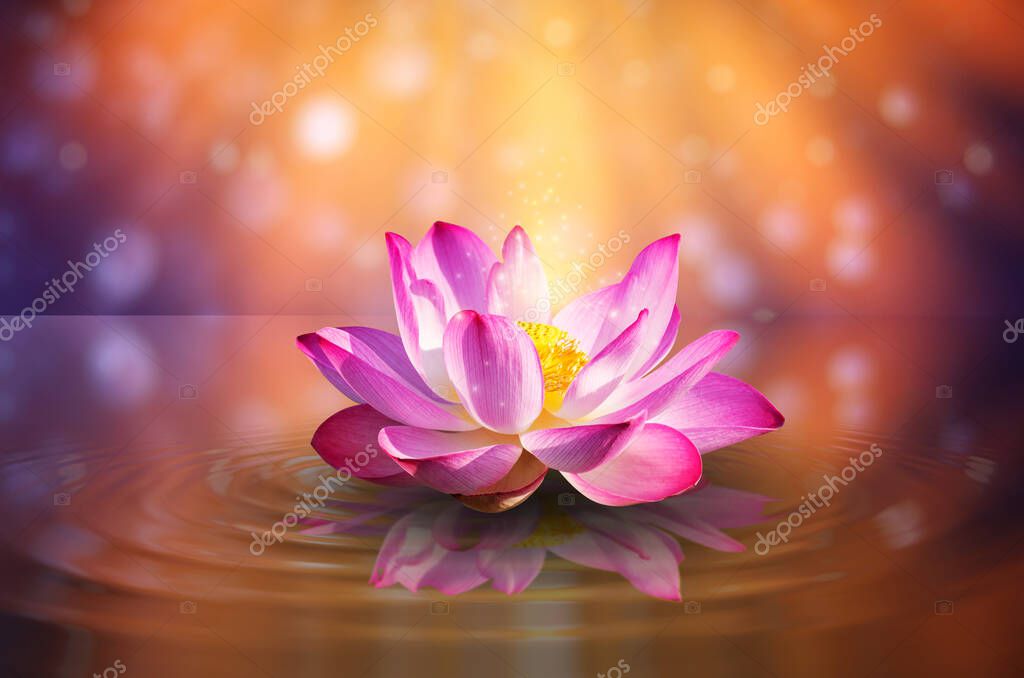 loto rosa luz púrpura luz flotante brillo púrpura fondo 2024