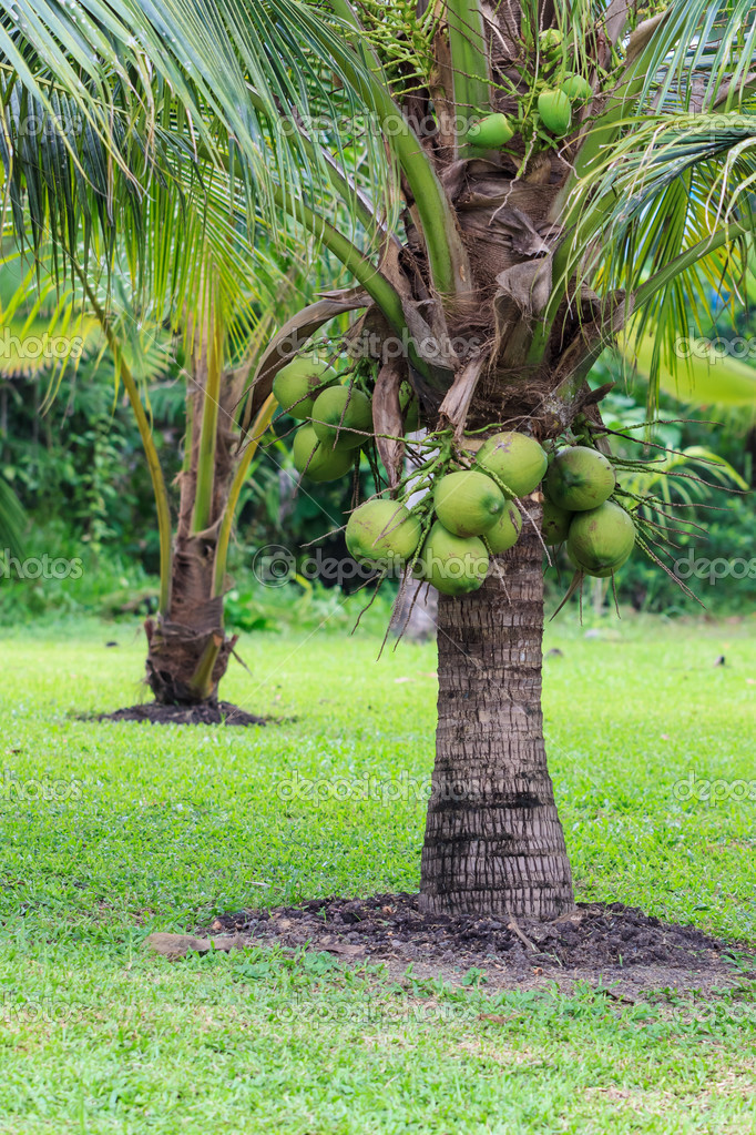 Dwarf Coconut Tree