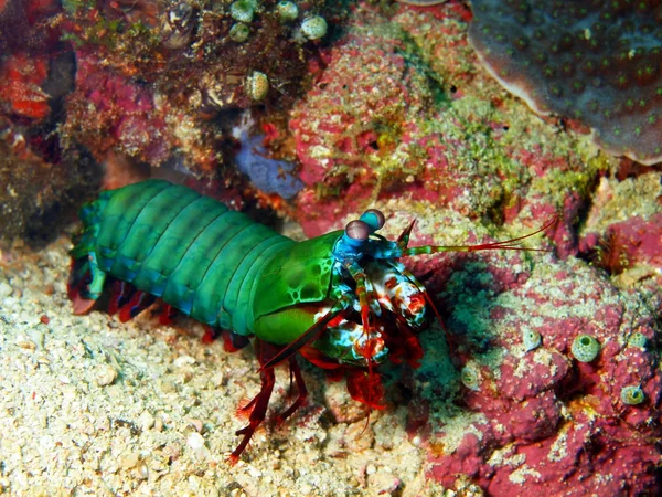 Peacock mantis shrimp Stock Photos, Royalty Free Peacock mantis shrimp ...