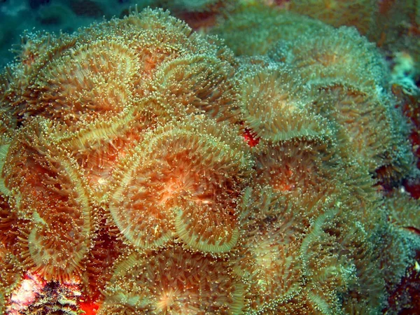 Aussie corals Stock Photos, Royalty Free Aussie corals Images ...