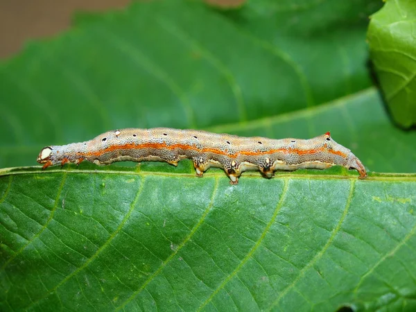 Diaethria caterpillar Stock Photos, Royalty Free Diaethria caterpillar ...