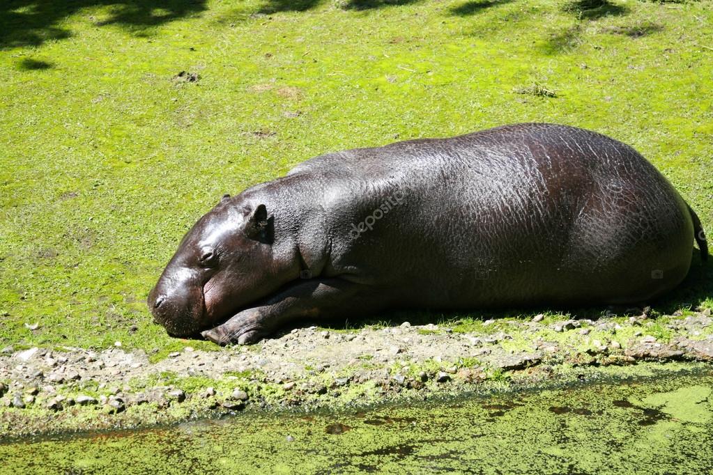 Sleeping Baby Hippo