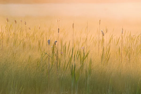 Cattail marsh fog Stock Photos, Royalty Free Cattail marsh fog Images ...