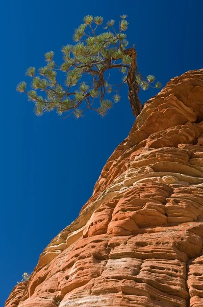 Pinyon pine Stock Photos, Royalty Free Pinyon pine Images | Depositphotos®
