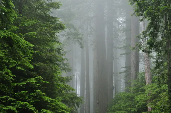 6,292 Redwood trees Stock Photos | Free & Royalty-free Redwood trees ...