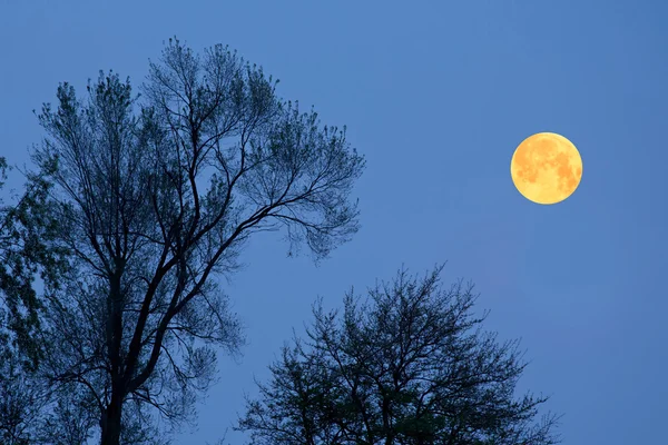 Full moon trees Stock Photos & Royalty-Free Images | Depositphotos