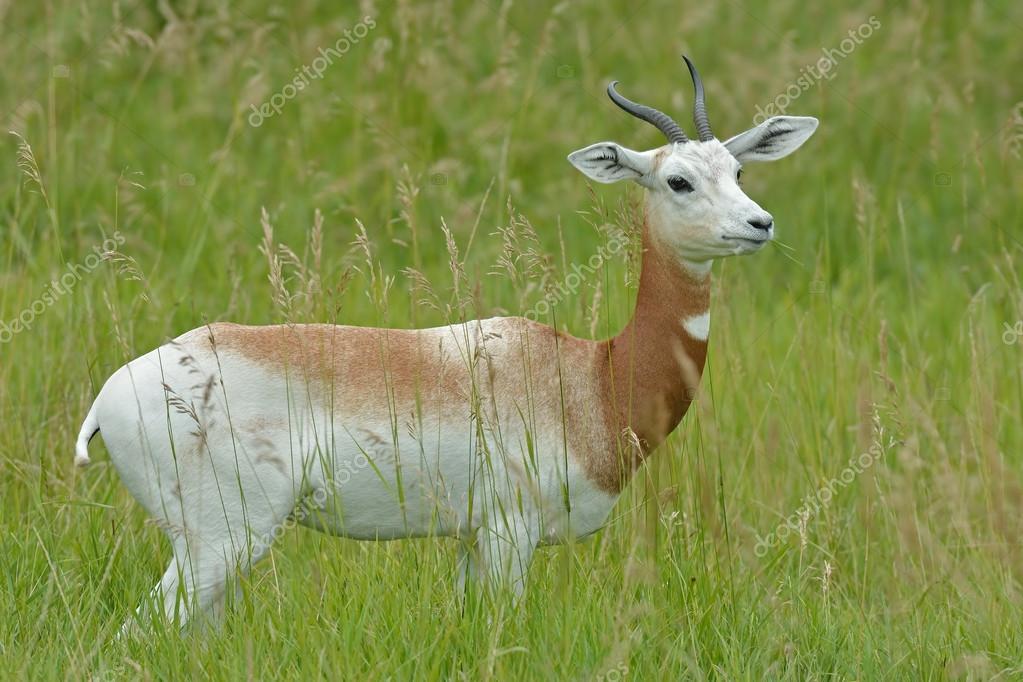 Addra Gazelle