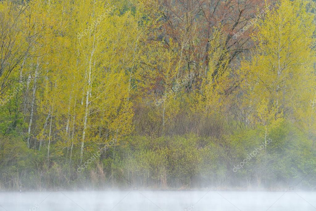 Spring Shoreline Hall Lake with Aspens — Stock Photo © dpenn #47143599
