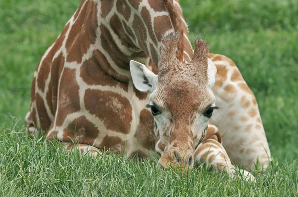 Captive Baby Reticulated Giraffe Standing Framed Summer Grasses Stock ...