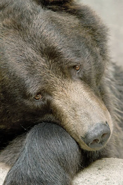Retrato Del Oso Pardo Cautivo Ursus Arctos Descansando: fotografía de ...