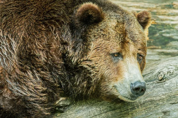 Retrato Del Oso Pardo Cautivo Ursus Arctos Descansando: fotografía de ...
