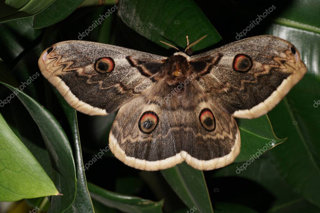 Polilla grande esponjosa Ojo de pavo real Saturnia pyri con alas ...