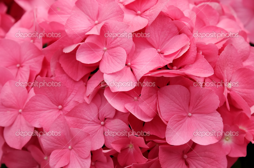Pink hydrangea flowers as natural background Stock Photo by ...