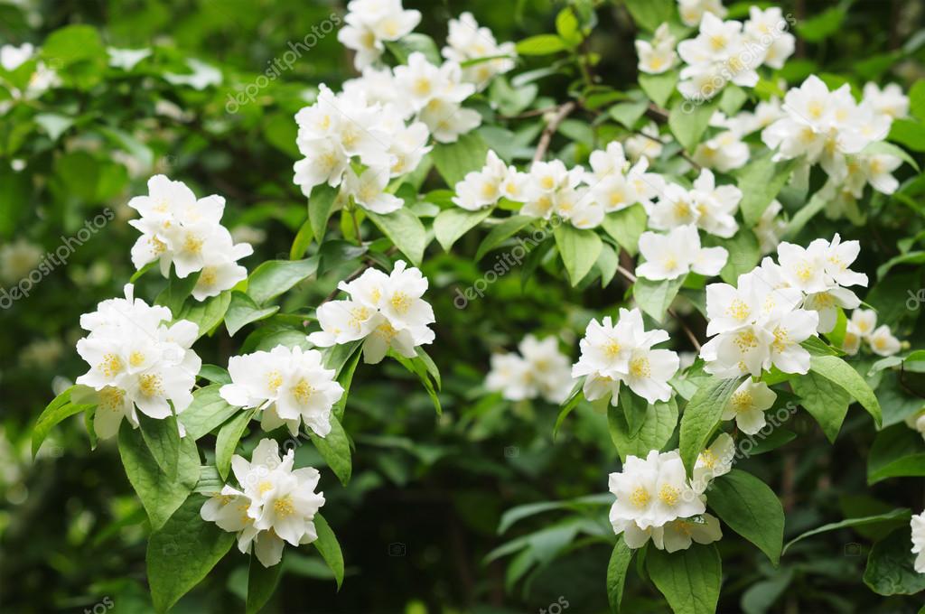 Jasmin tree with flowers and rain drops — Stock Photo © poissonenciel ...